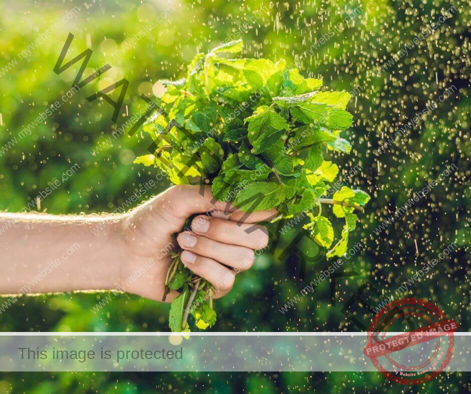 How Often to Water Mint: The Ultimate Guide on Watering Mint