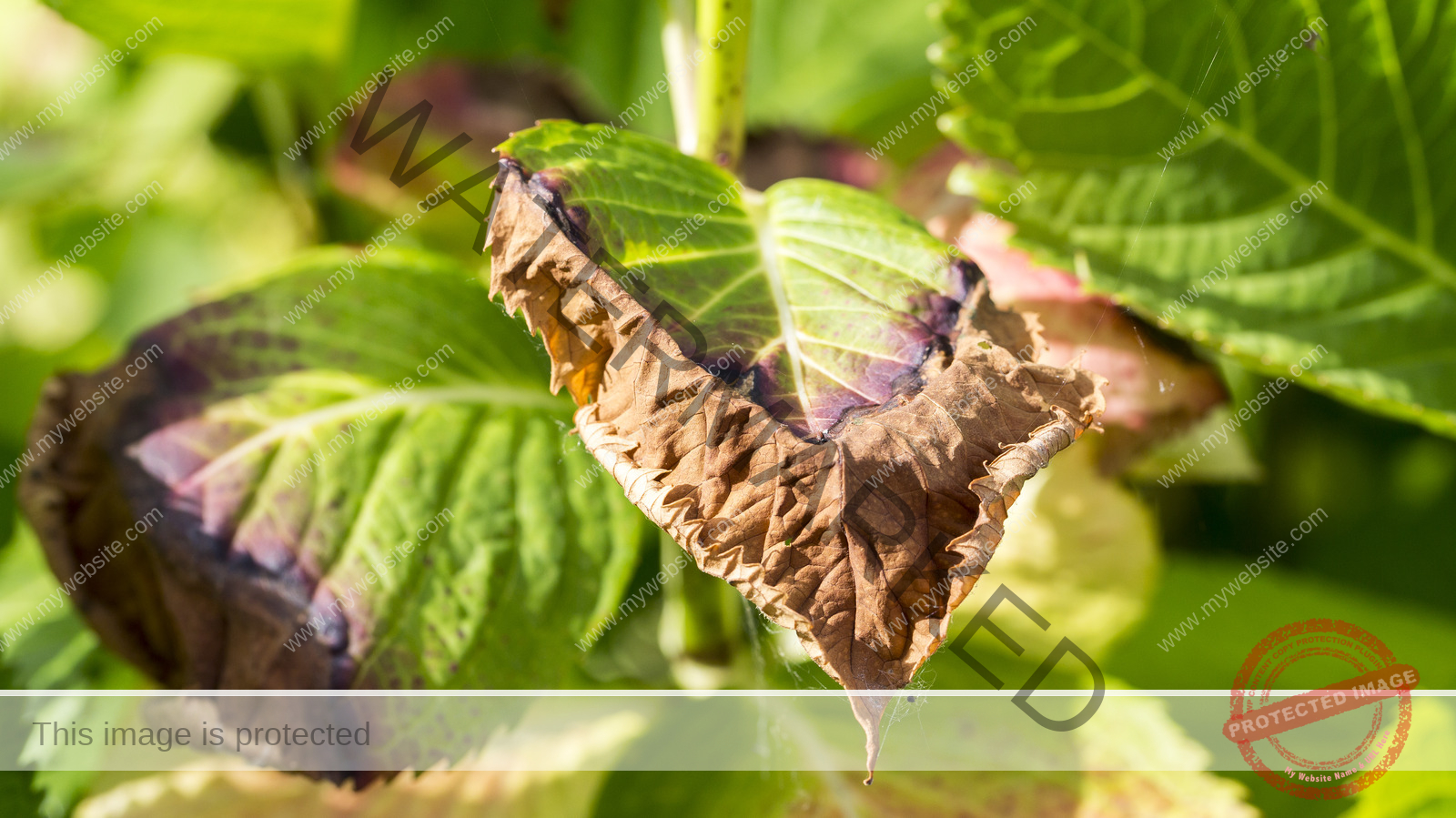 10 Reasons Your Hydrangea Leaves Are Turning Yellow and How to Fix It ...