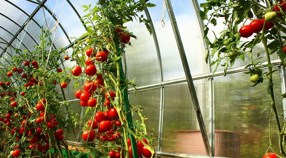 How to Grow Successfully Tomatoes in a Greenhouse? - Agrolearner.com