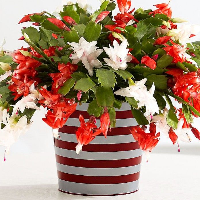 How to Grow and Care for Christmas Cactus - Agrolearner.com
