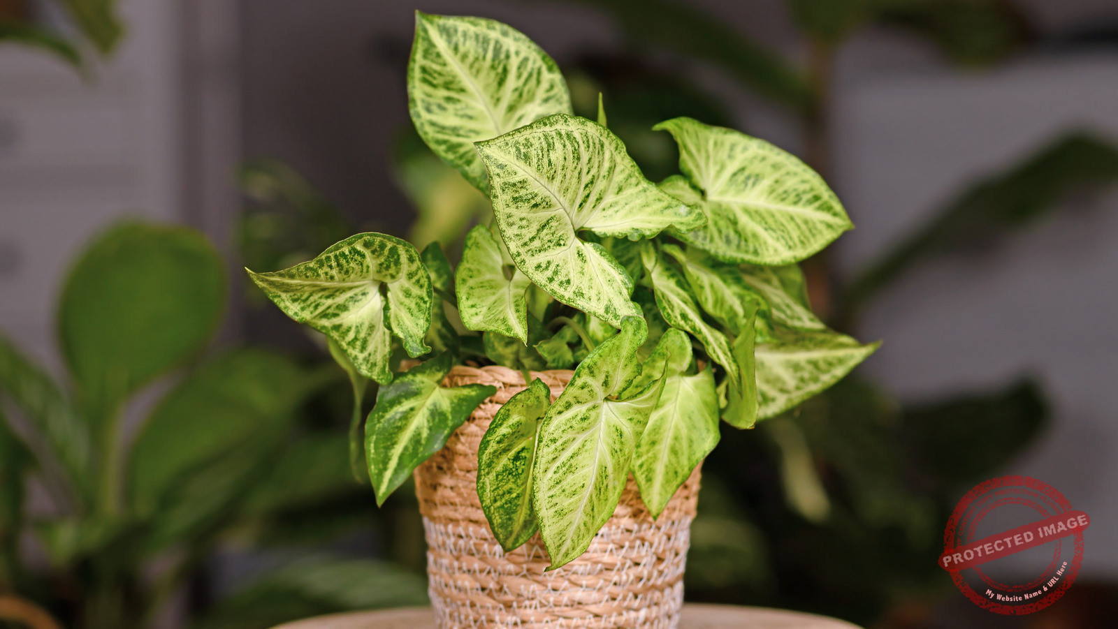 How to Grow and Care for Arrowhead Plants Indoors - Agrolearner.com
