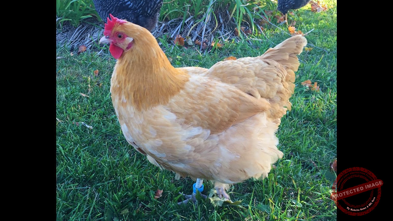 Buff Orpington Chickens: Cost, Care and Where to Buy Them - Agrolearner.com