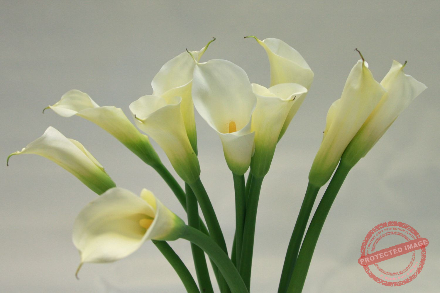 How to Grow, Care for Calla Lily & Maintain Stunning Blooms ...