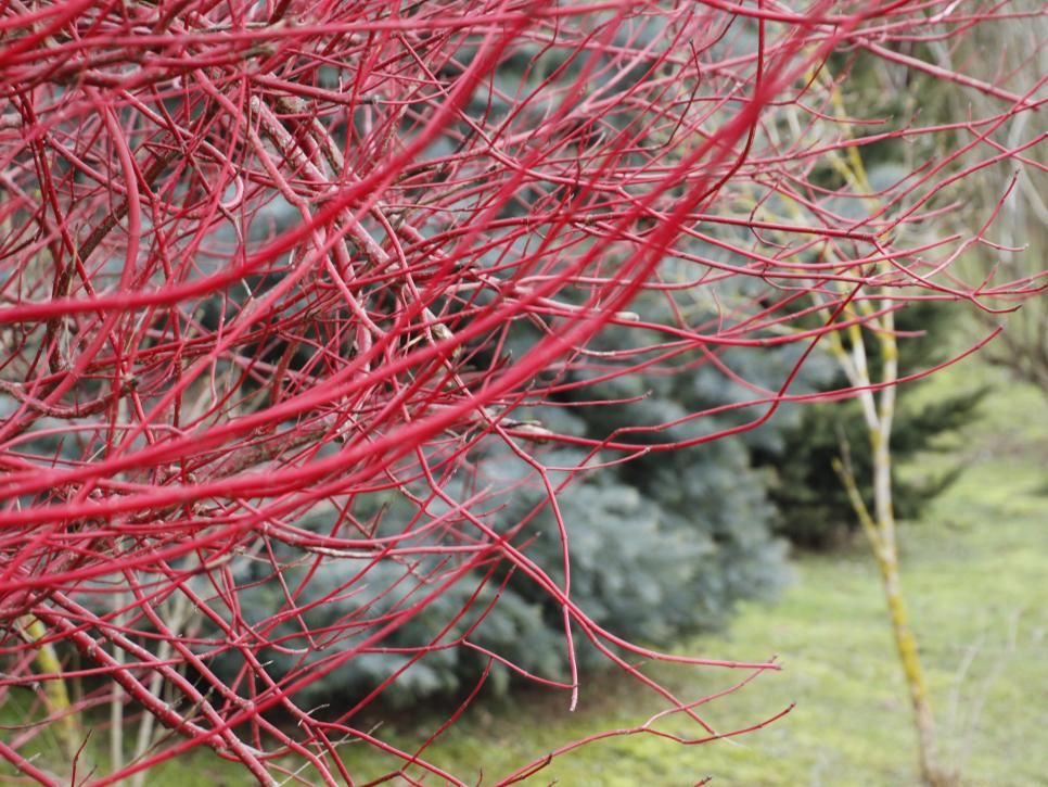 How to Grow and Care For Red Twig Dogwood - Agrolearner.com