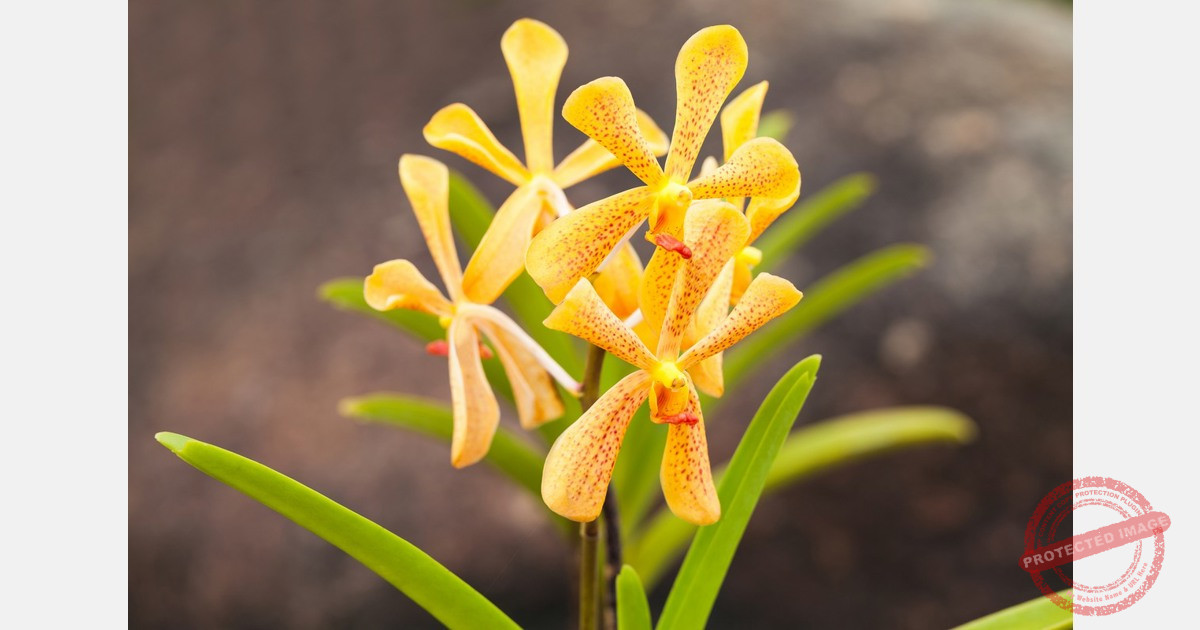 10 Tips for Planting and Propagating Mokara Orchids in the USA ...