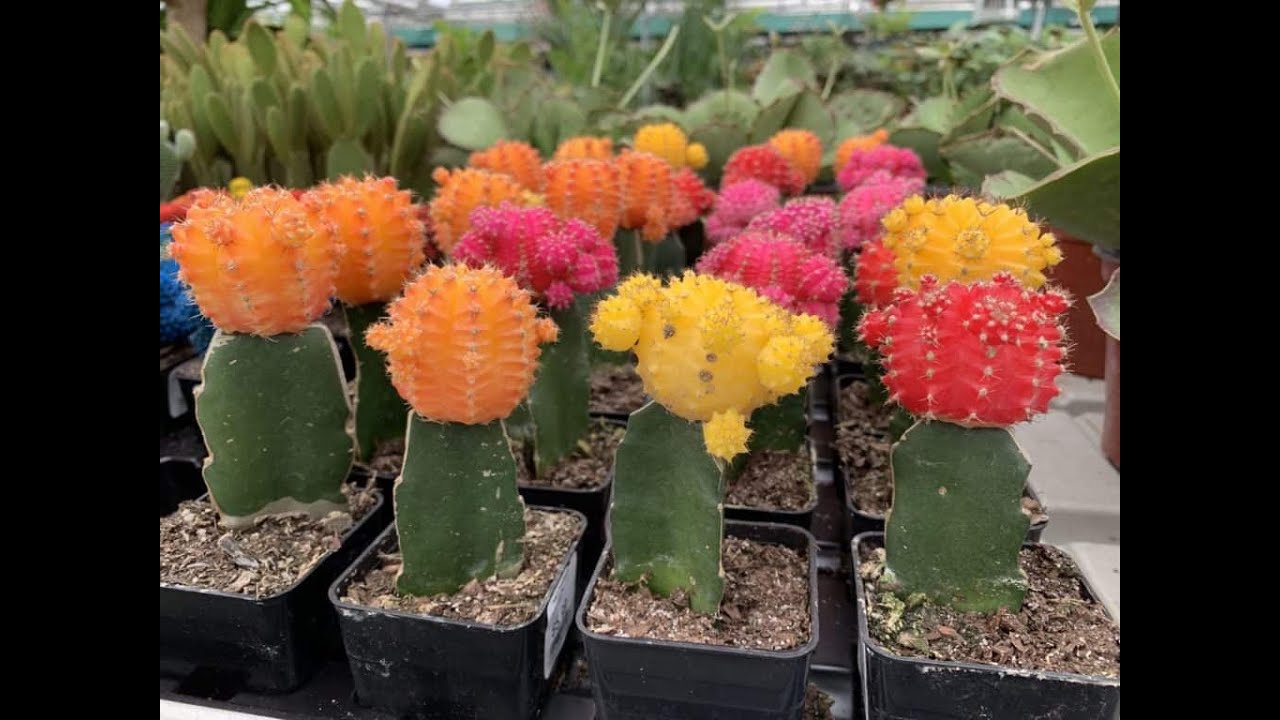 How to Grow and Care for Your Moon Cactus (Complete Guide ...