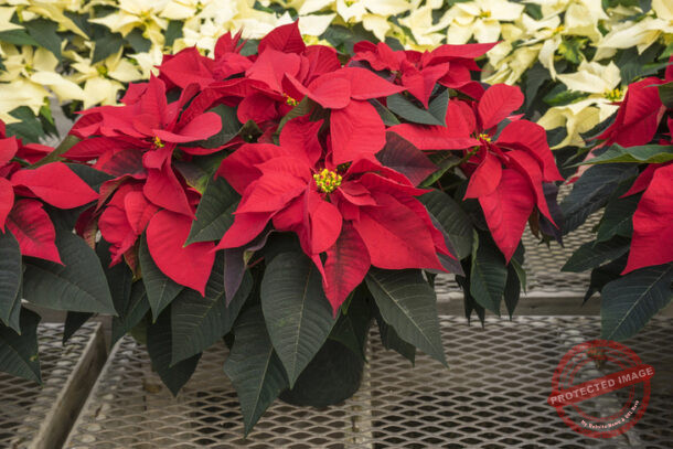 How to Grow and Care for Poinsettia Plants (Easy Guide for Farmers ...