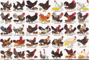 10 Top Chicken Breeds Every Beginner Should Know: From Egg Layers to Feathered Friends ...