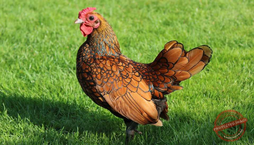 Bantam Chickens: Your Guide to Raising these Delightful and Colorful ...