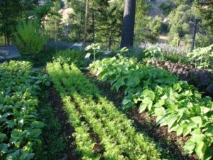 Introducing Biodynamic Gardening and How It Works - Agrolearner.com