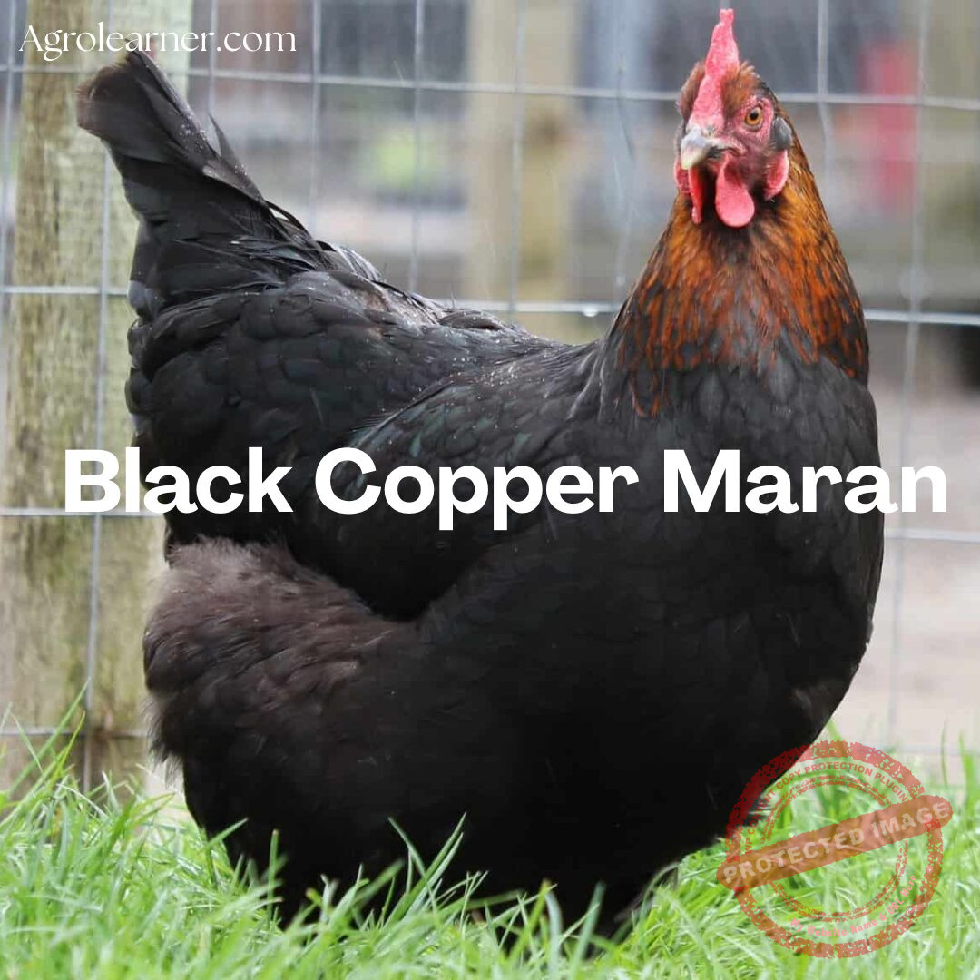 Black Copper Maran: Breed Details, Care & Egg Color - Agrolearner.com
