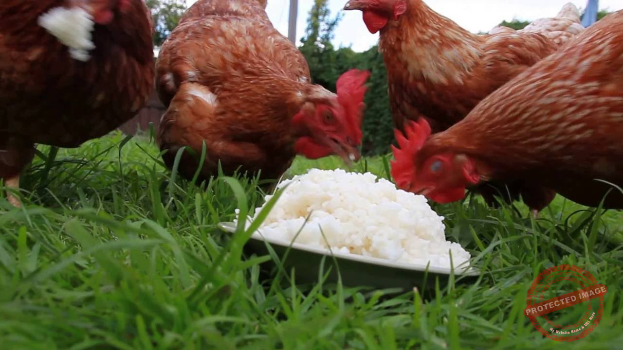 Can Chickens Eat Rice? Top Things to Know (Benefits & Risks ...