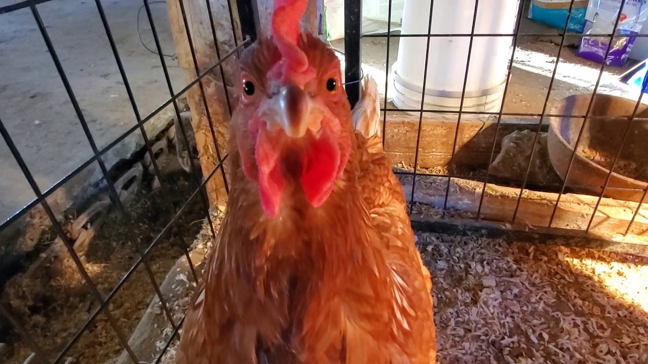 10 Cinnamon Queen Chicken Facts Every American Backyard Farmer Should ...