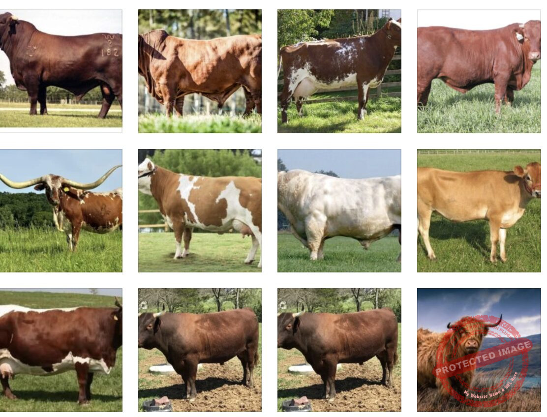 25 Most Common Cattle Breeds in the USA (With Pictures) - Agrolearner.com