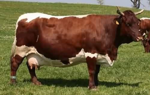 25 Most Common Cattle Breeds in the USA (With Pictures) – Agrolearner.com