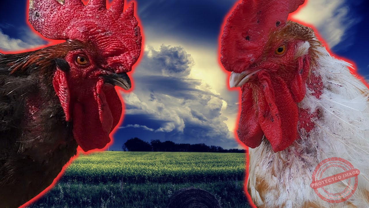 20 Best Types Of Roosters For Your Flock With Pictures 2026